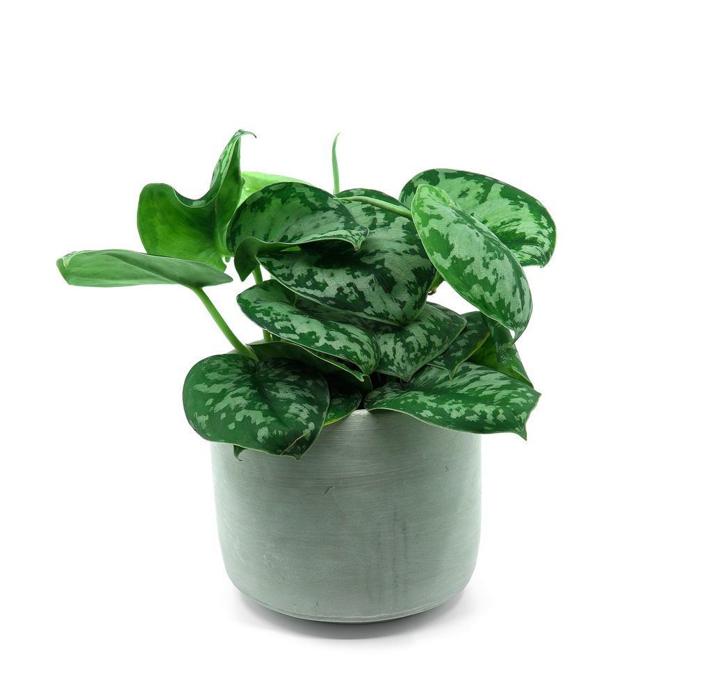 Potosovec Trebie (SCINDAPSUS TREBIE) E-shop: Prodej po celé ČR