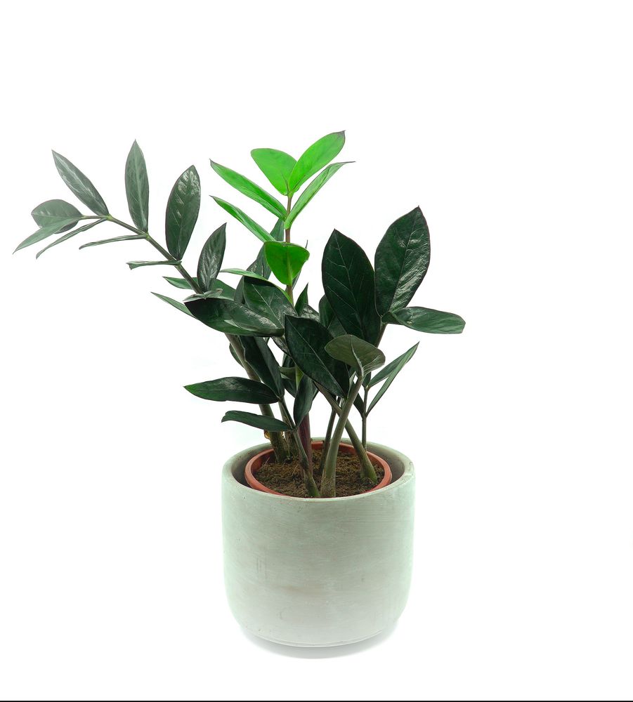 Zamiokulkas černý (ZAMIOCULCAS BLACK RAVEN) Prodej po celé ČR